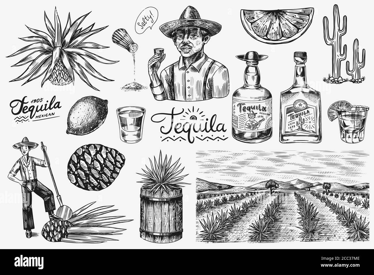 Agave Plant Tequila Bottle