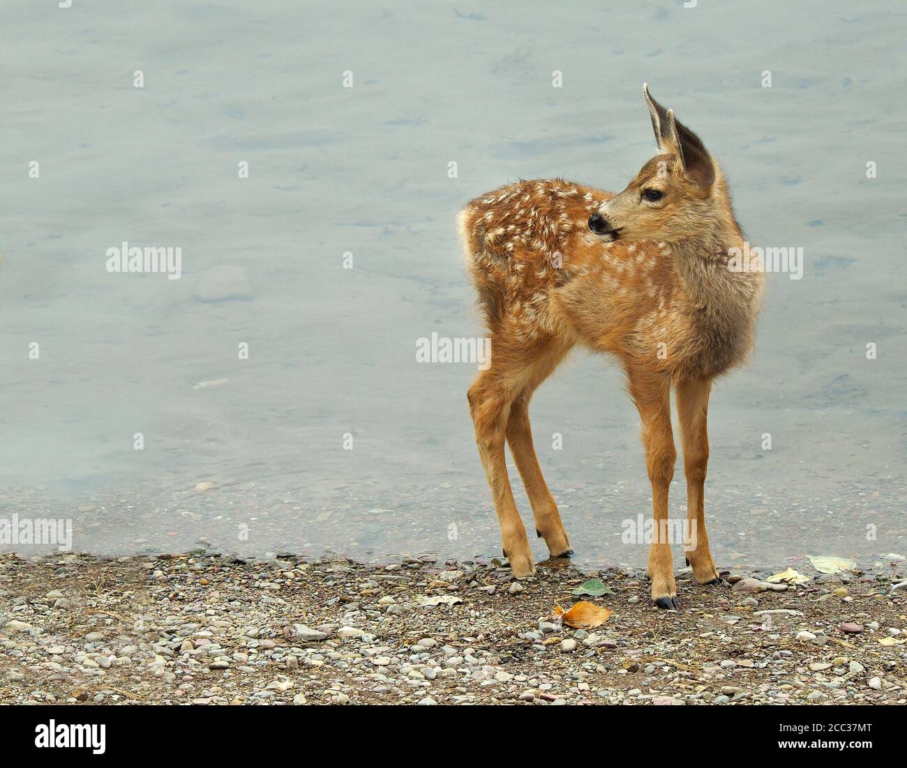 Closeup of a Mule Deer Fawn Looking Back While Standing at the Lake ...