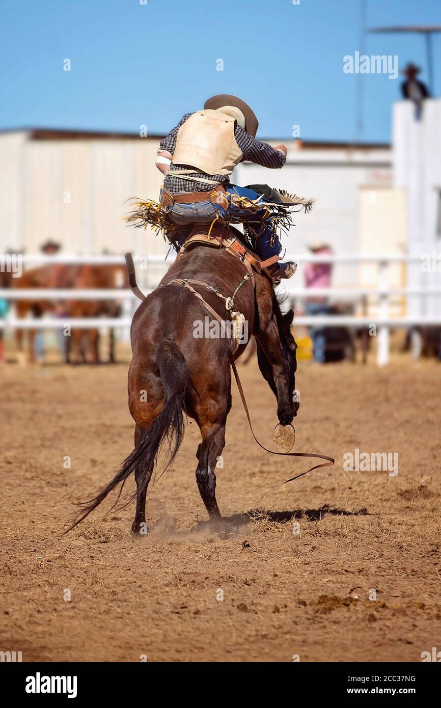 Cowboy rides a bucking bronc horse in a country rodeo event Stock Photo ...