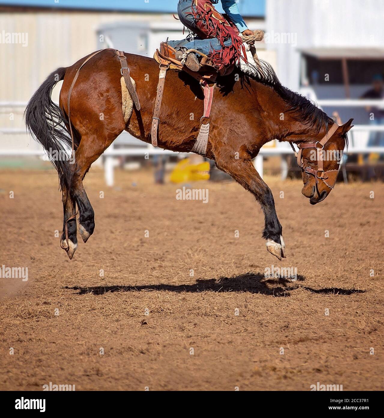 Cowboy rides a bucking bronc horse in a country rodeo event Stock Photo ...