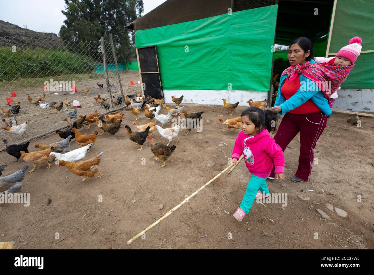 A mother carrying a young baby on her back corrals chickens on her ...