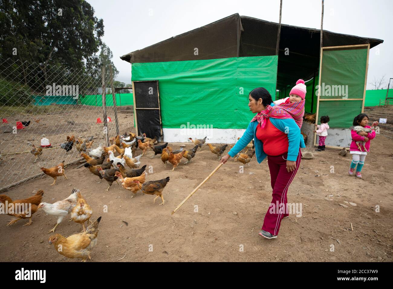 A mother carrying a young baby on her back corrals chickens on her ...