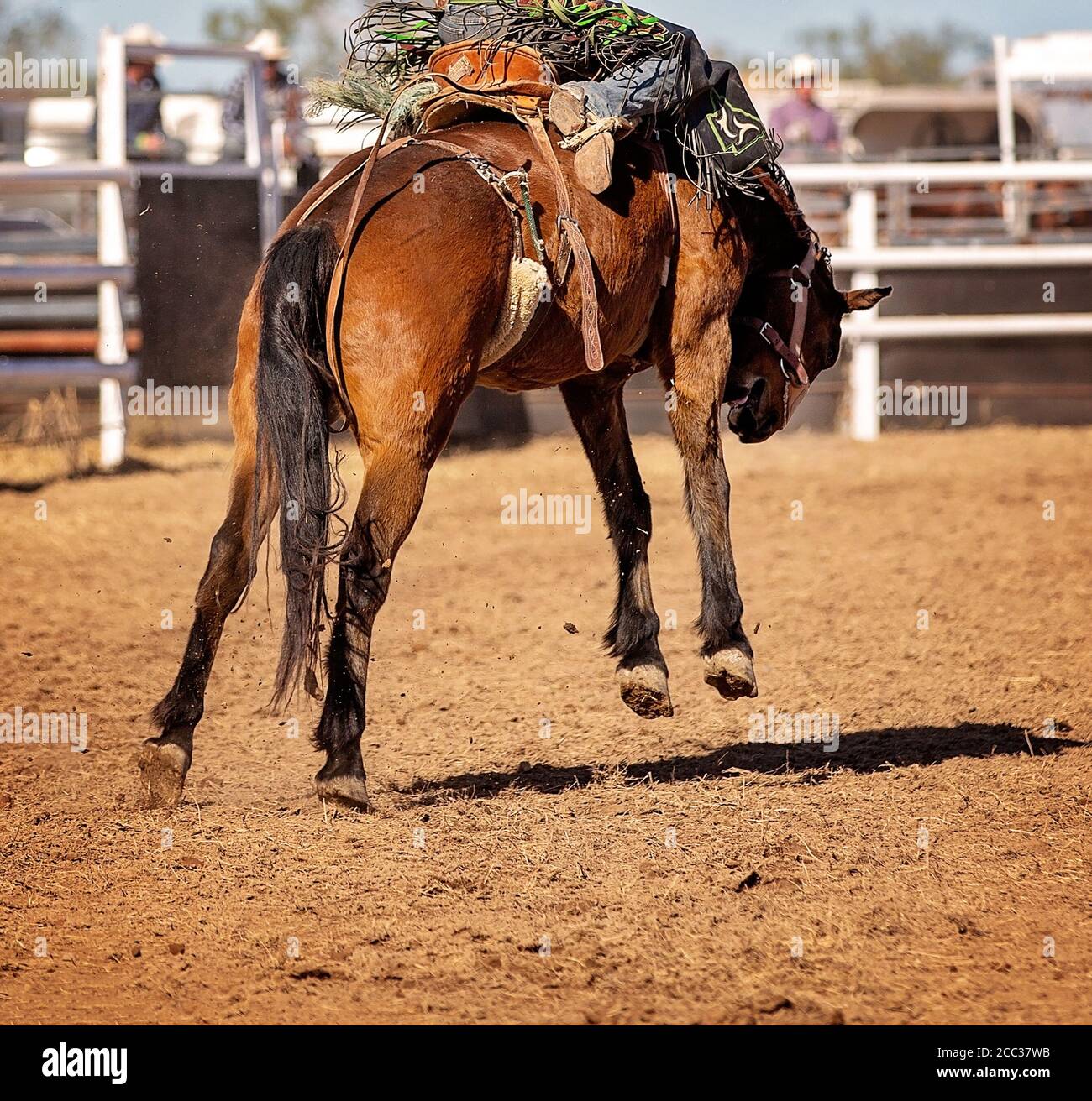 Cowboy rides a bucking bronc horse in a country rodeo event Stock Photo ...