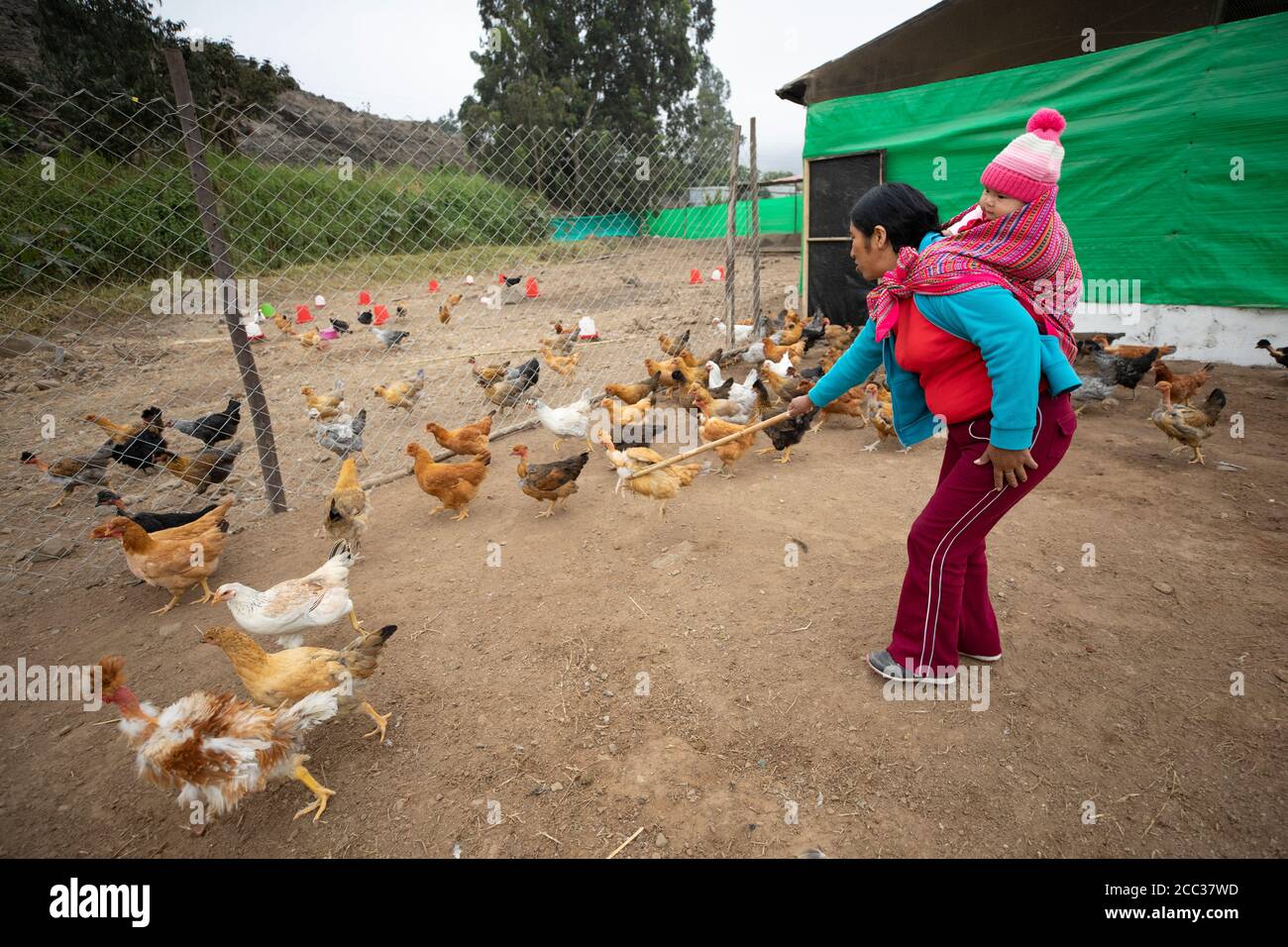 A mother carrying a young baby on her back corrals chickens on her ...