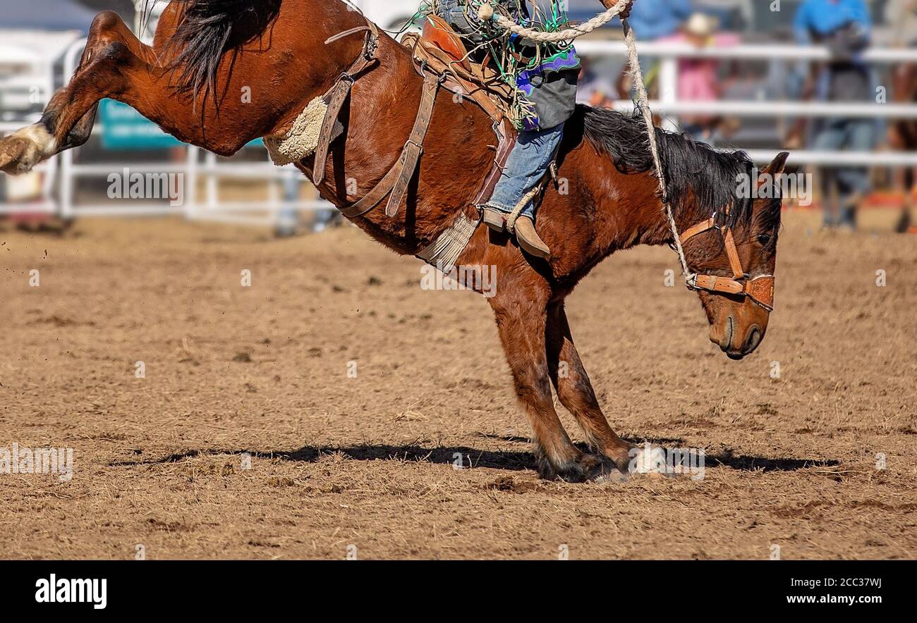 Cowboy rides a bucking bronc horse in a country rodeo event Stock Photo ...
