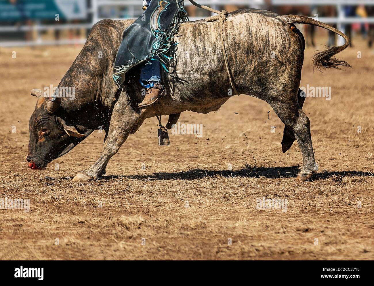 A cowboy competing in the bull riding competition at a country rodeo ...