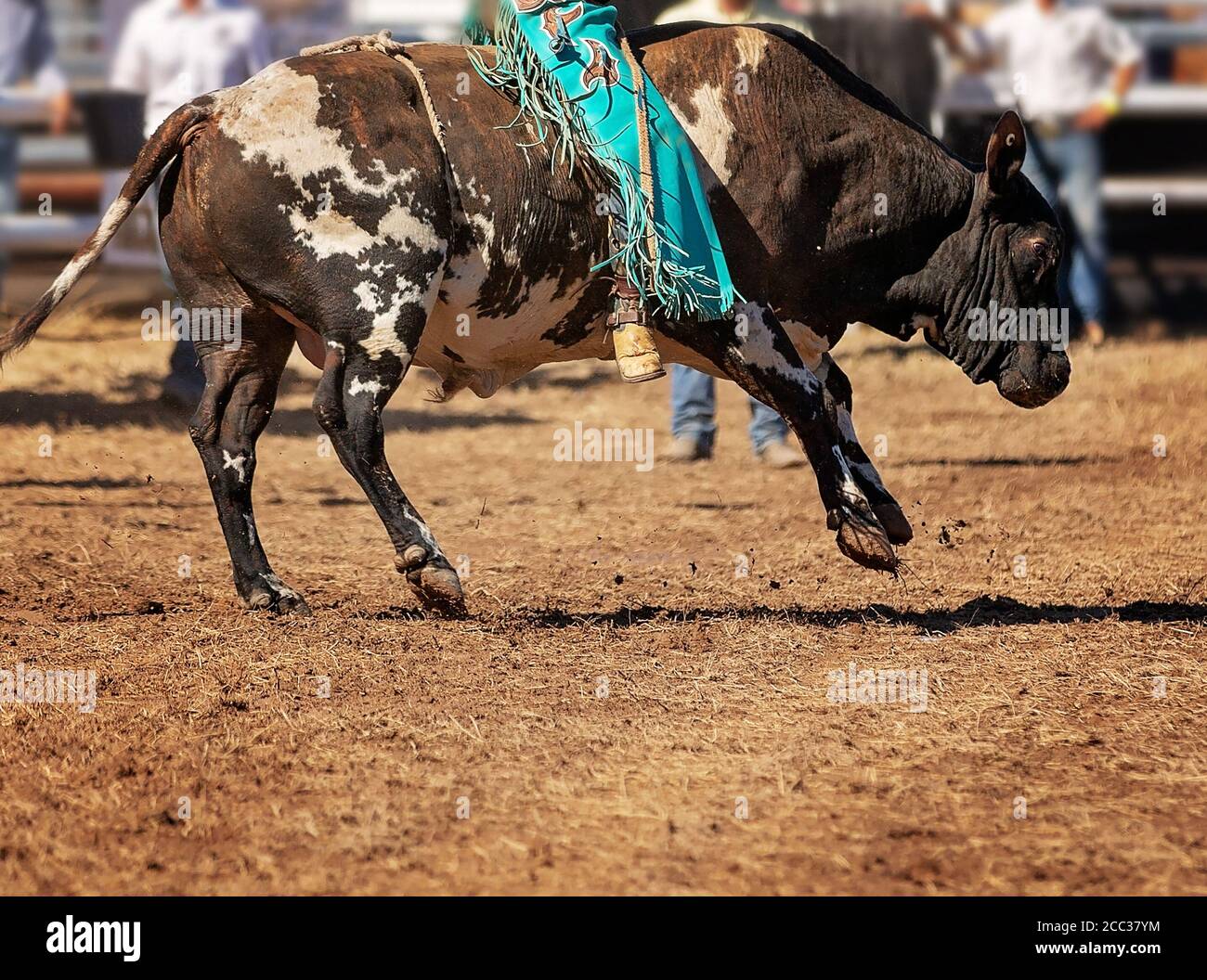 A cowboy competing in the bull riding competition at a country rodeo ...