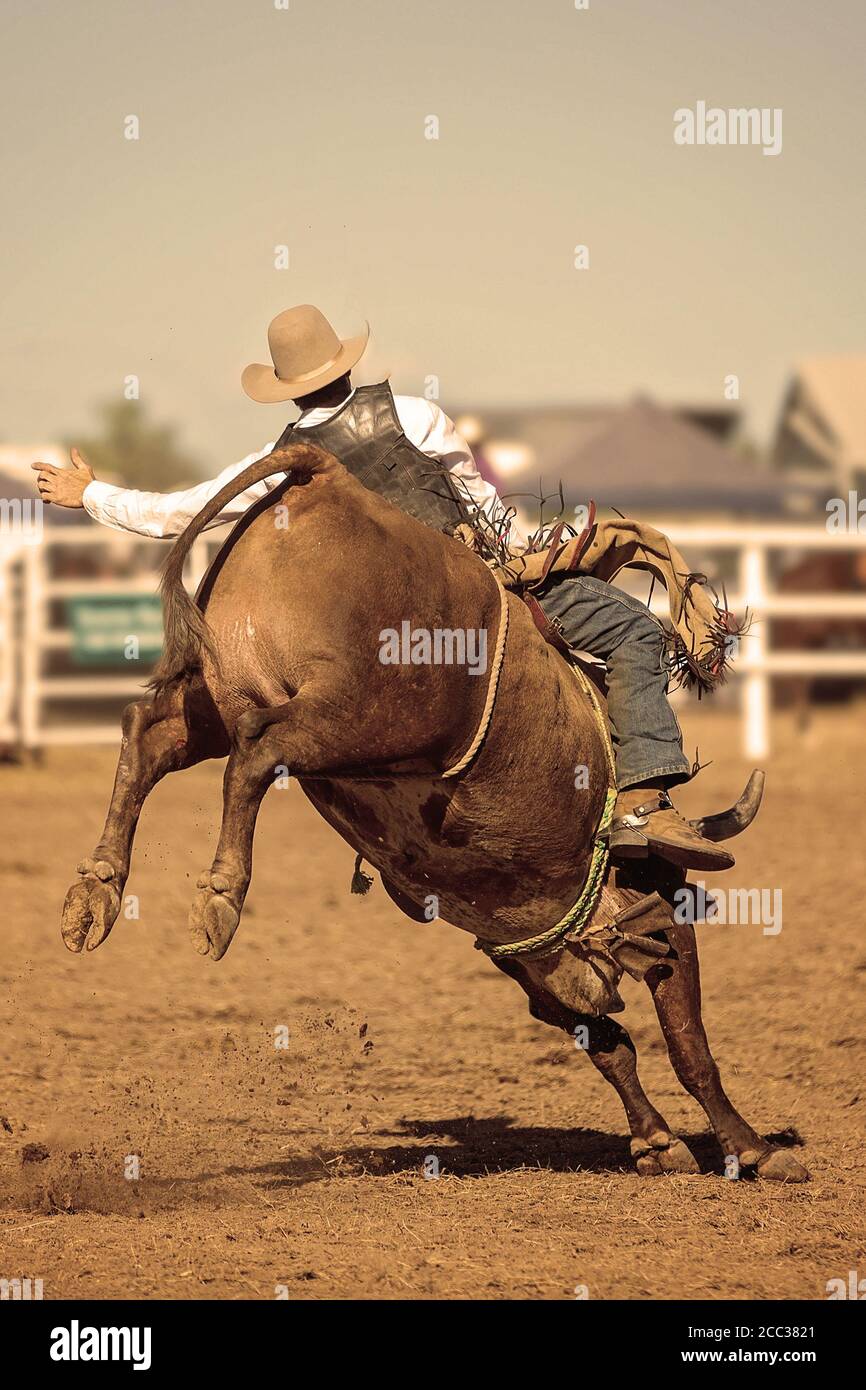 A cowboy riding a bucking bull at an Australian country rodeo Stock ...