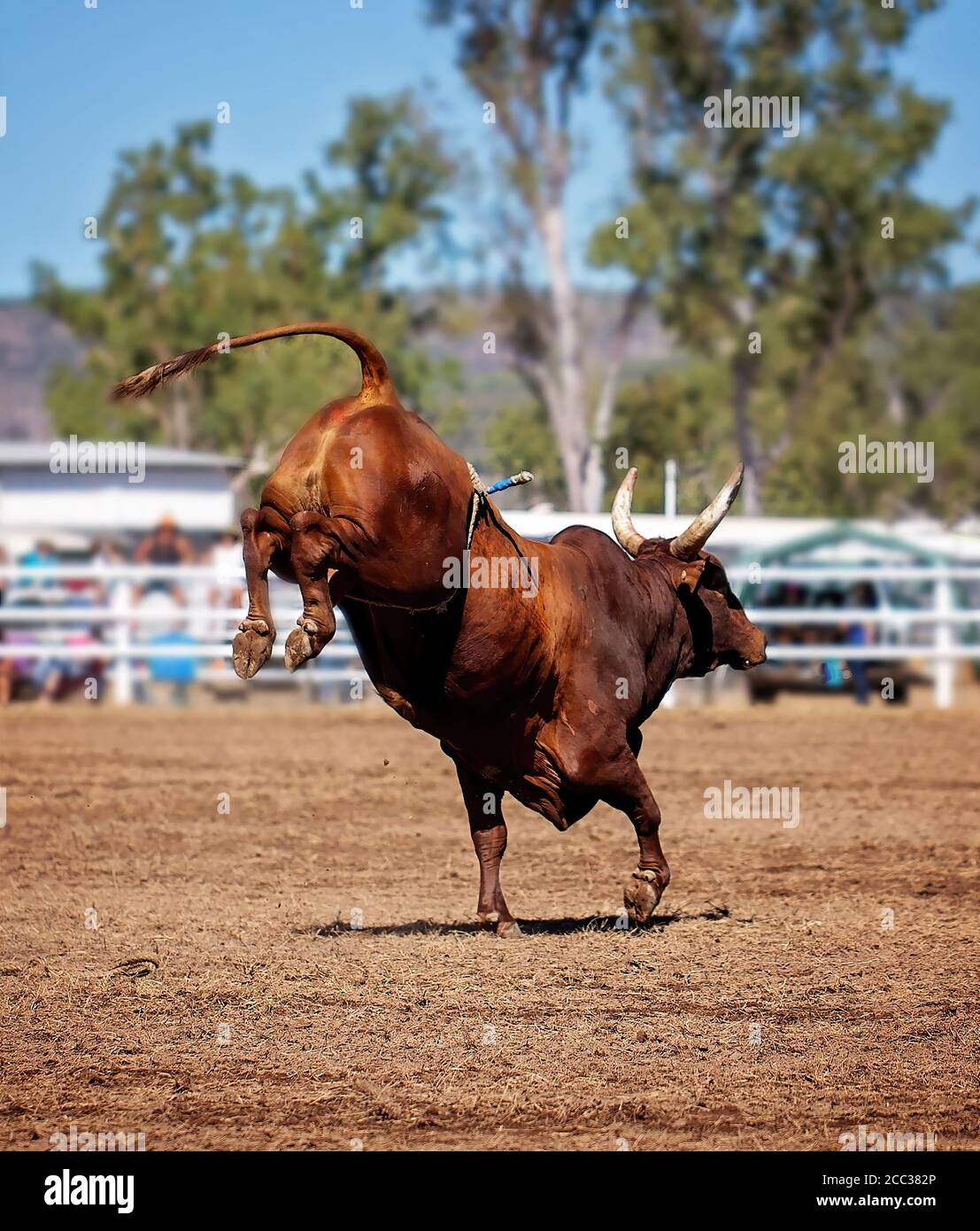 A bull has bucked off its cowboy rider at an Australian country rodeo ...