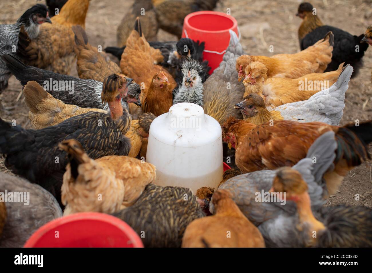 Flock of chickens congregating around a watering tank on a chicken ...