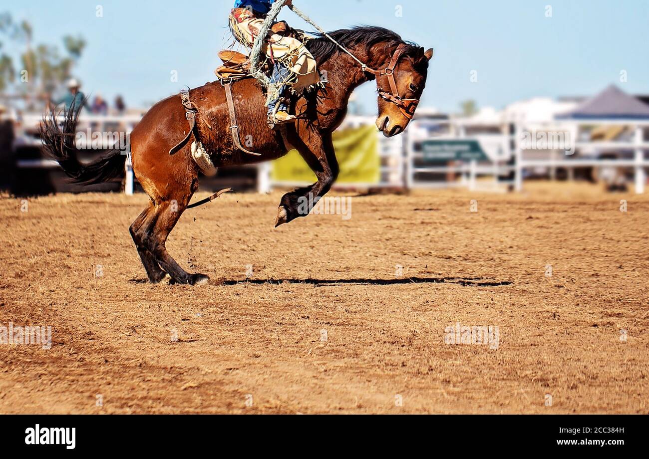 A cowboy riding a bucking bronco horse at an Australian country rodeo ...