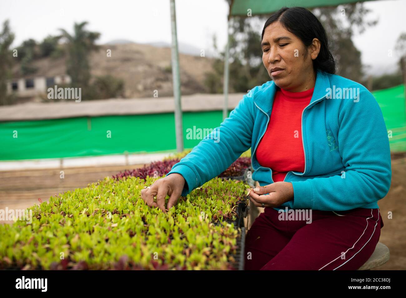 A woman smallholder farmer works to weed vegetable seedlings in her ...