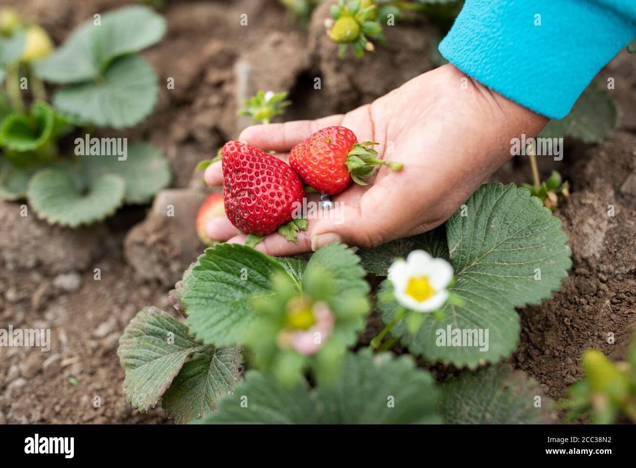 Photo Of Peru High Resolution Stock Photography and Images - Alamy