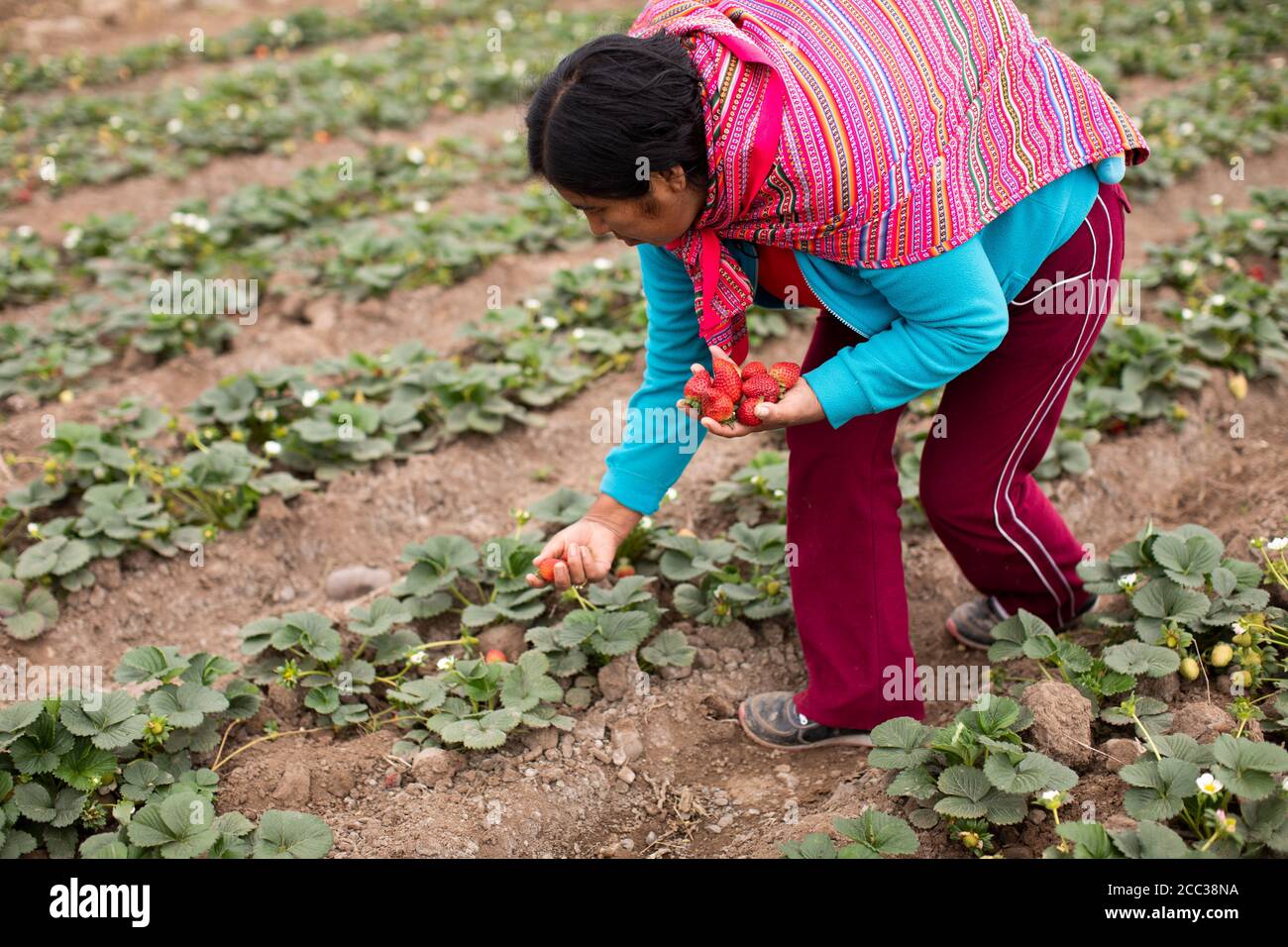 Feed the world hi-res stock photography and images - Alamy