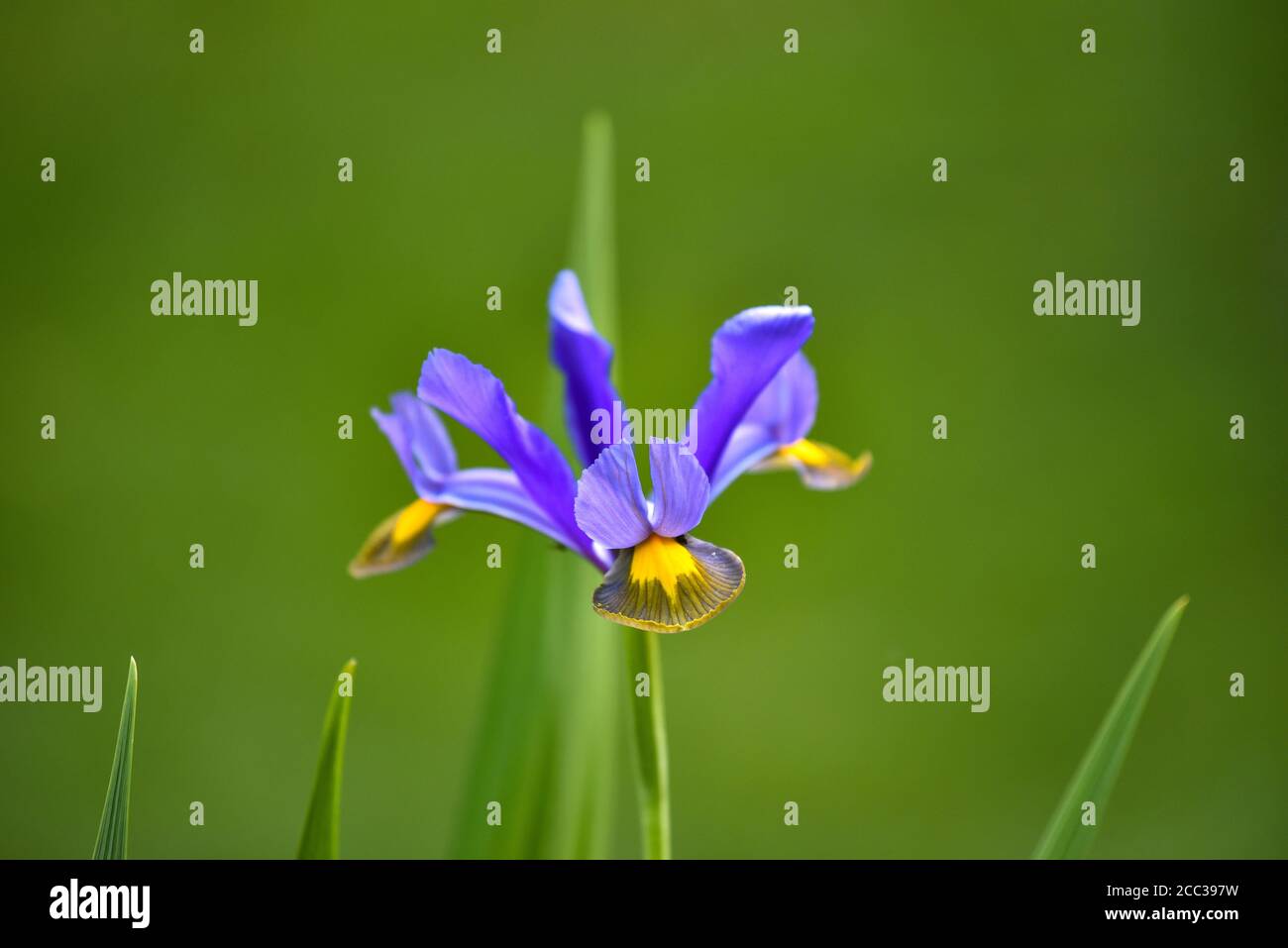Spanish Iris (Iris xiphium), from the Iris family, Bavaria, Germany ...