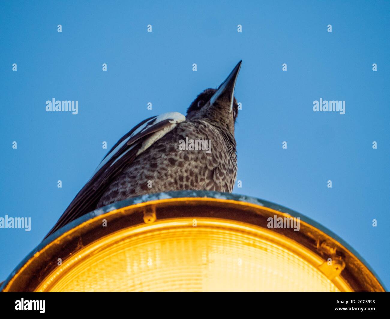 Magpie on top of a street light at dusk Stock Photo - Alamy