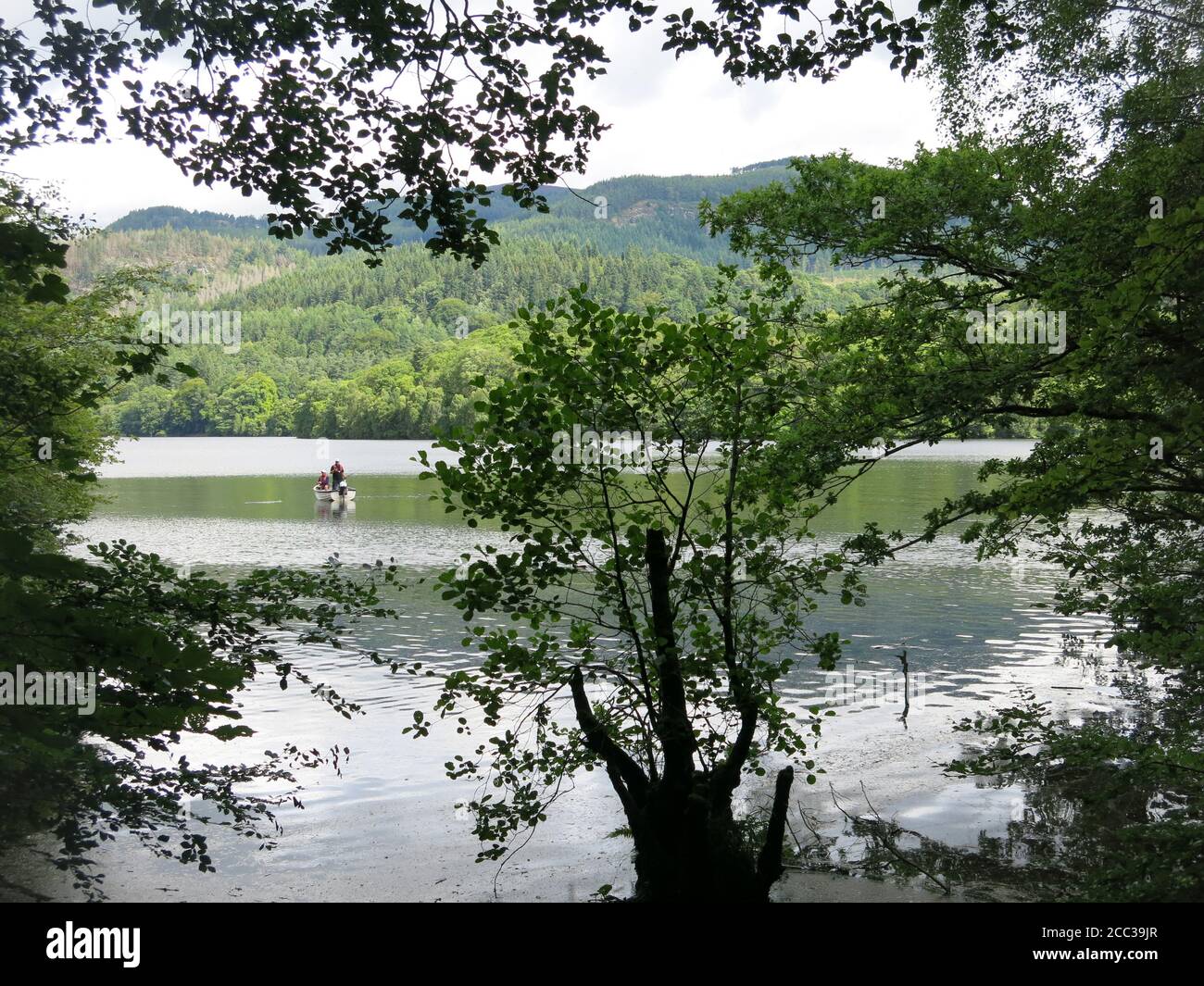 Tree half-submerged in the muddy, silty water's edge on the banks of ...