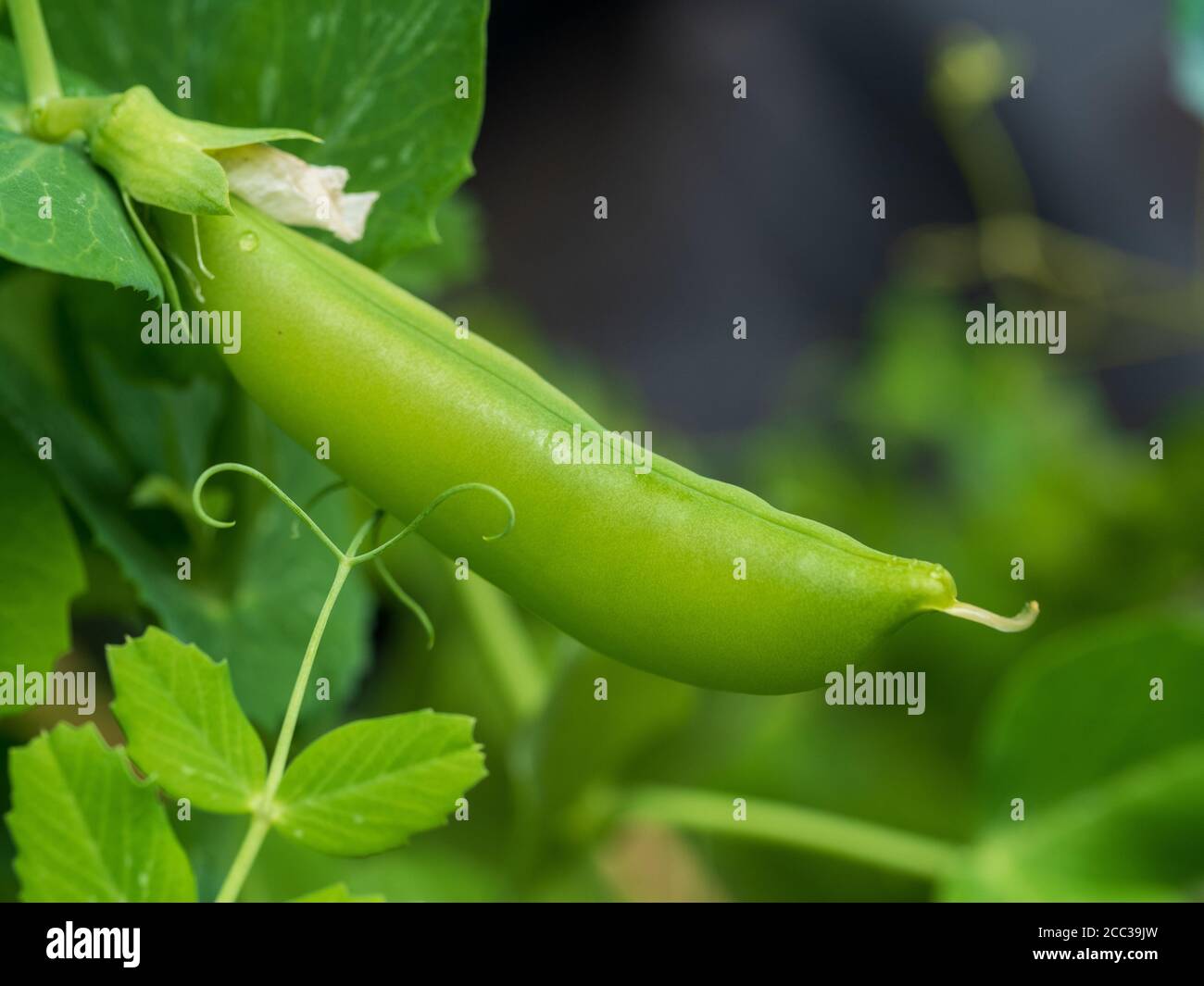 Vegetables, A green Honey Snap Pea pod and pretty tendrils growing on ...