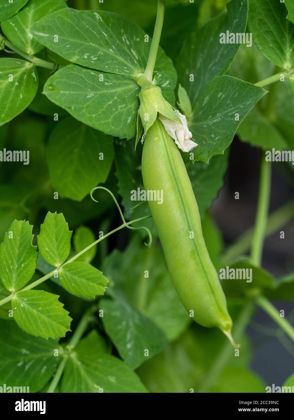Vegetables, A green Honey Snap Pea pod growing on the vine in a leafy ...