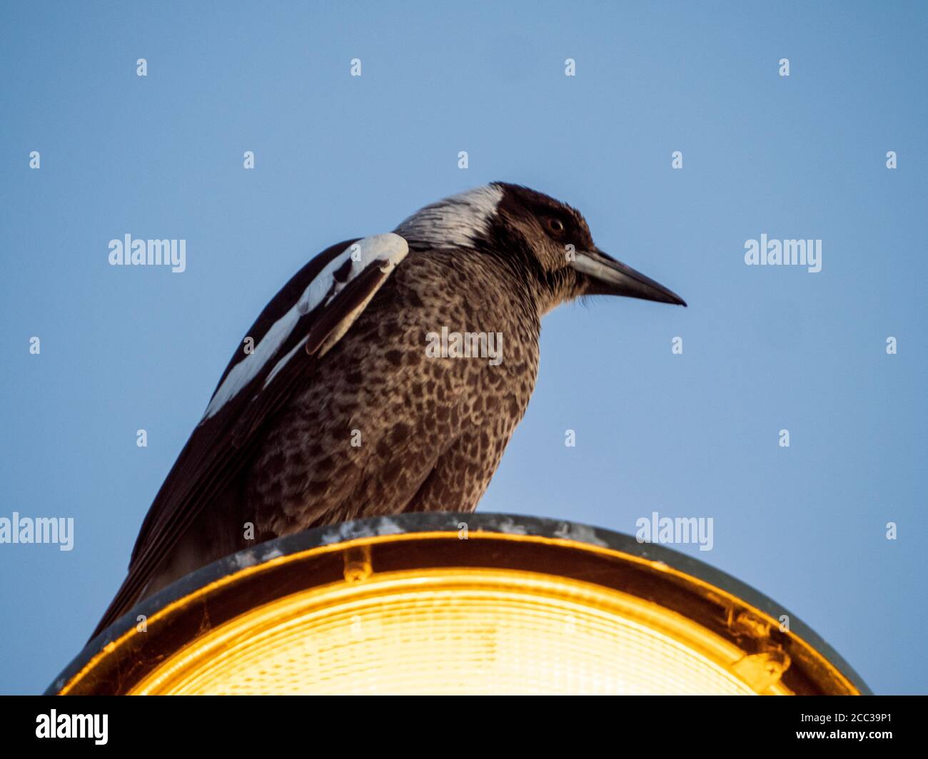 Magpie on top of a street light at dusk Stock Photo - Alamy
