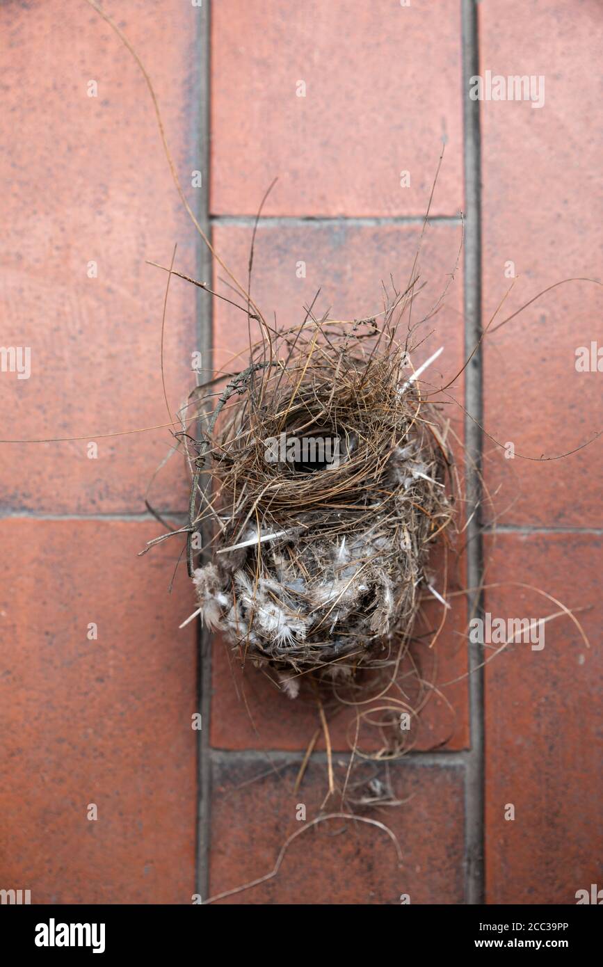 Top view of a bird's empty nest. Fallen nest with feathers on brick ...