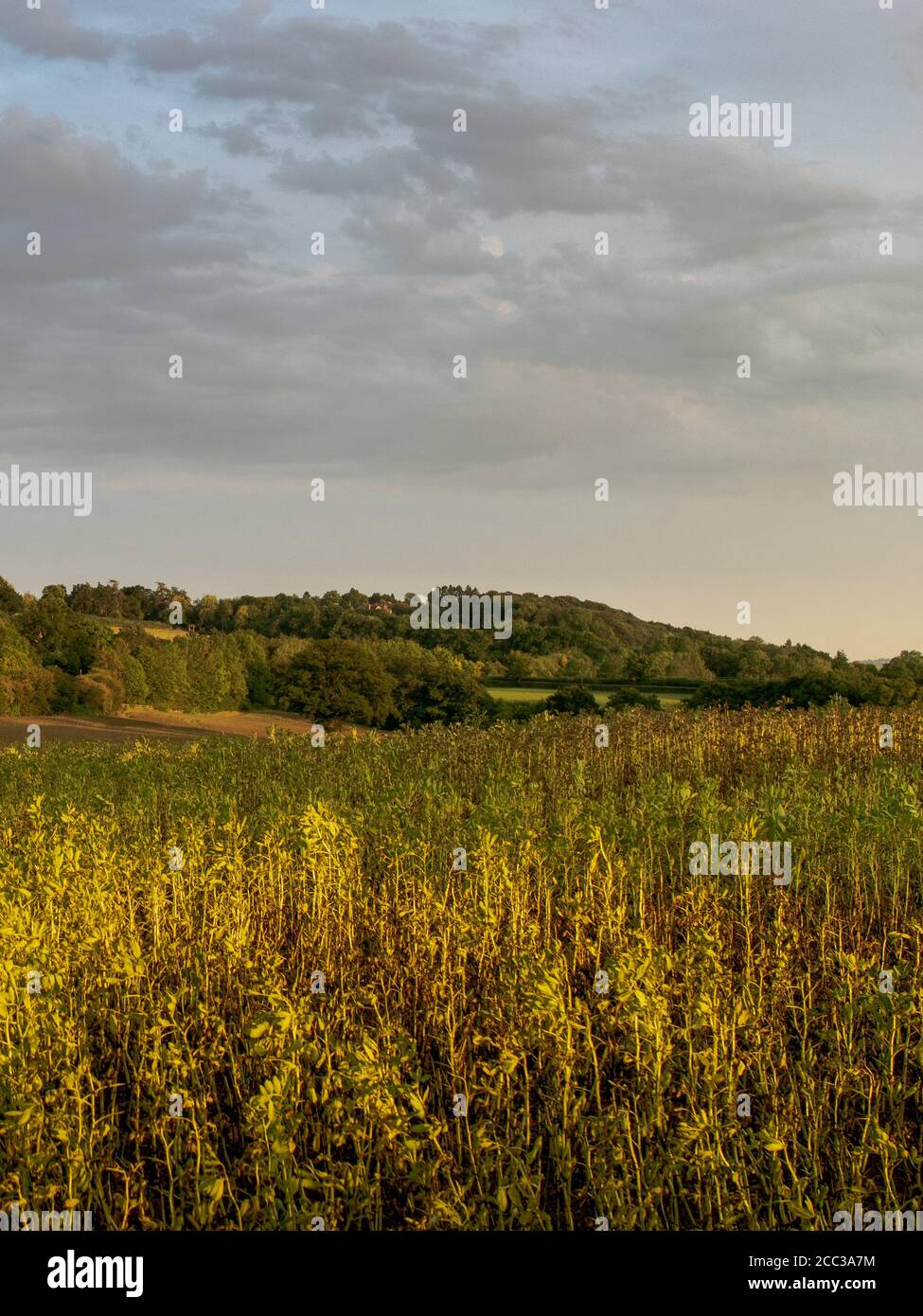 View over fields and rolling hills in English countryside during summer ...