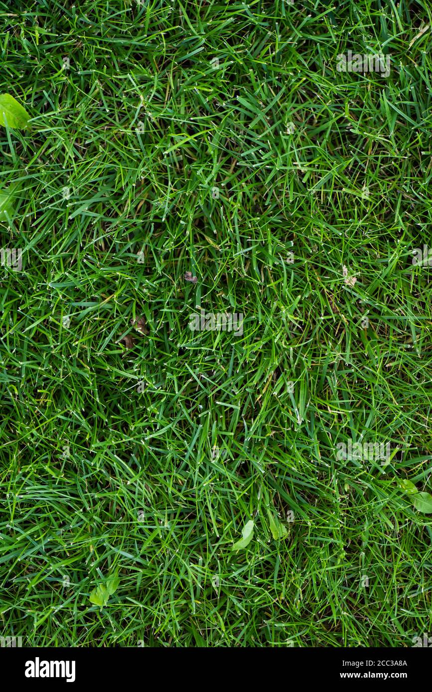 Top view of green grass with leaves on meadow Stock Photo - Alamy