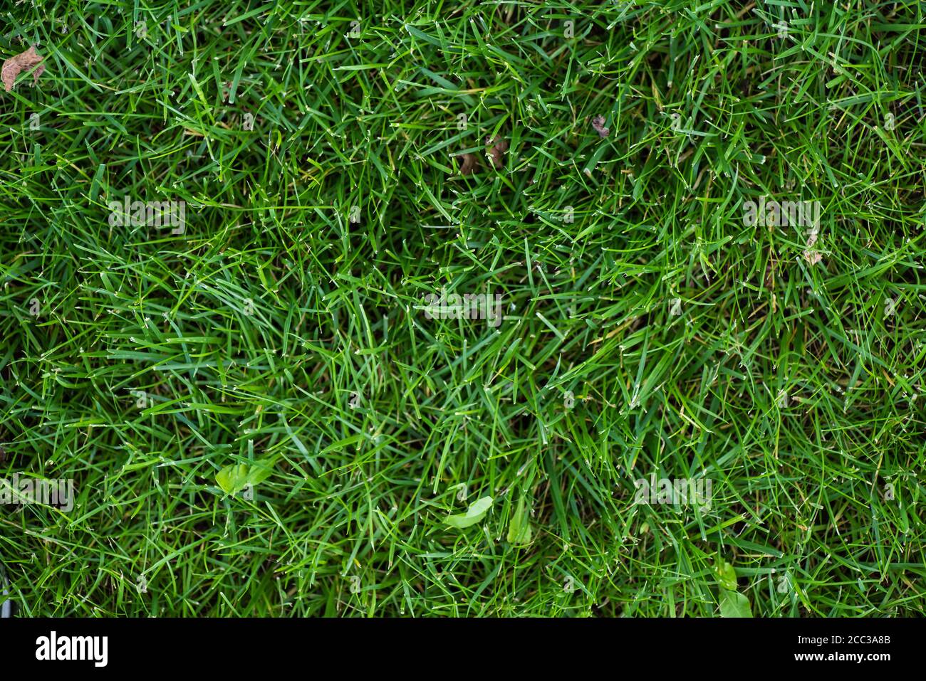 Top view of green grass on meadow Stock Photo - Alamy