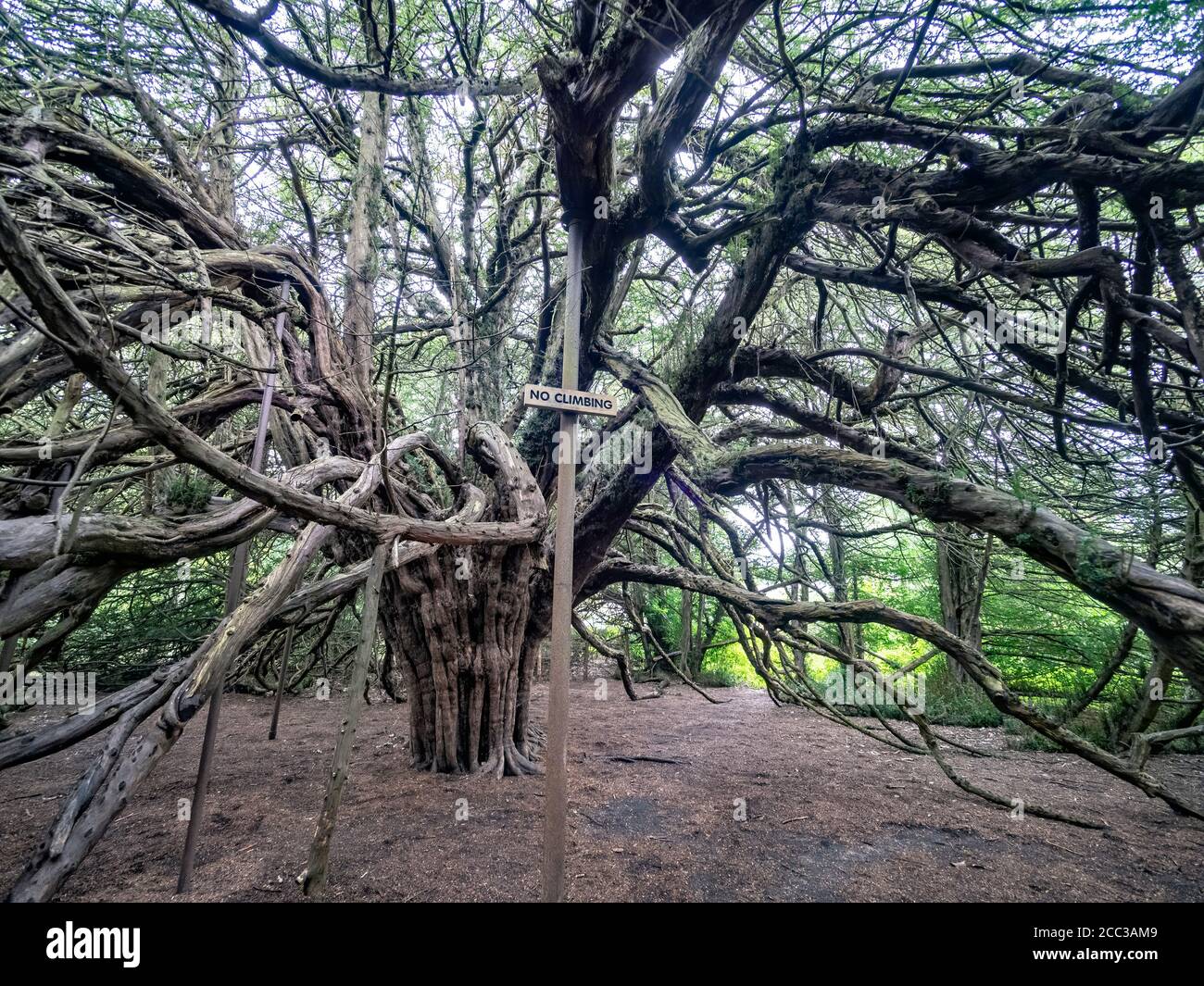 Great Yew Tree of Ormiston, East Lothian, Scotland, UK Stock Photo - Alamy