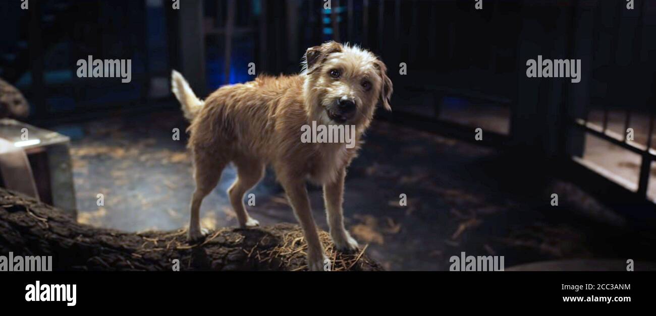 THE ONE AND ONLY IVAN, Bob (voice: Danny DeVito), 2020. © Disney+ ...