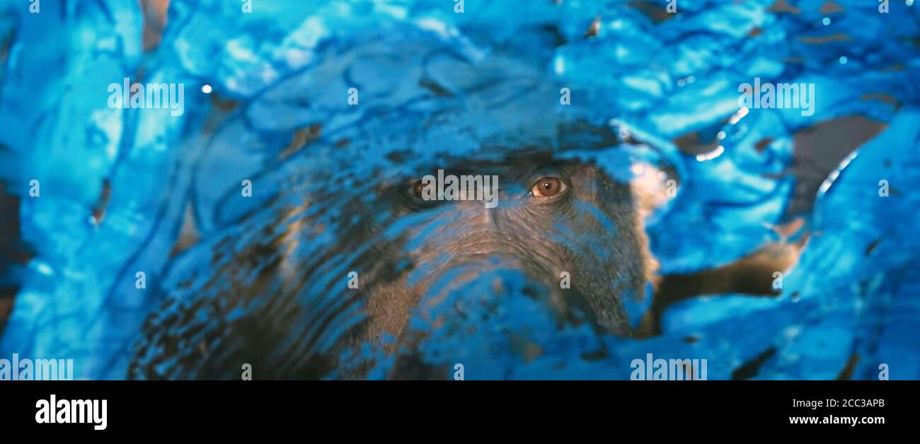 THE ONE AND ONLY IVAN, Ivan (voice: Sam Rockwell), 2020. © Disney+ ...