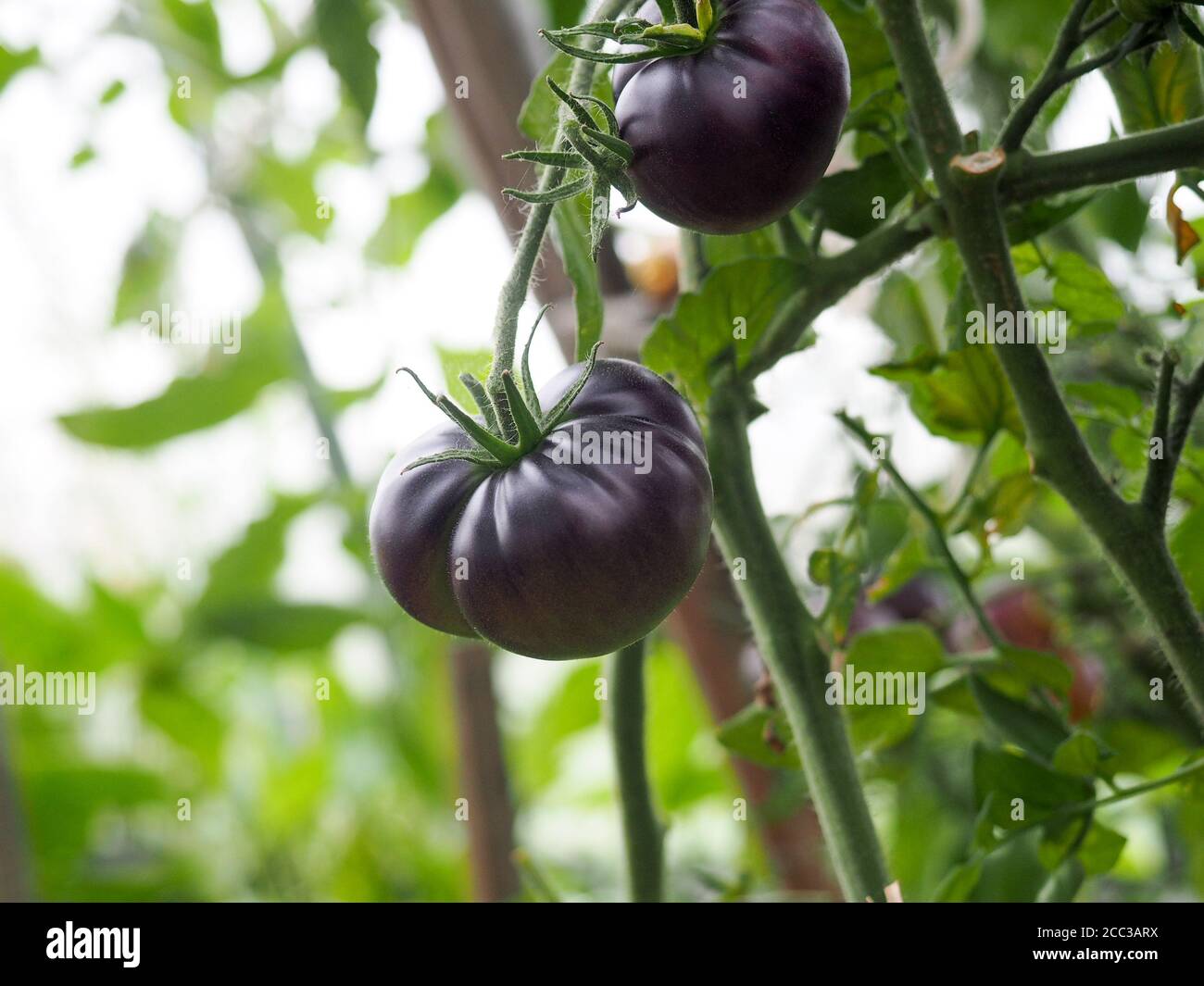 Growing exotic black tomatoes in the garden Stock Photo - Alamy