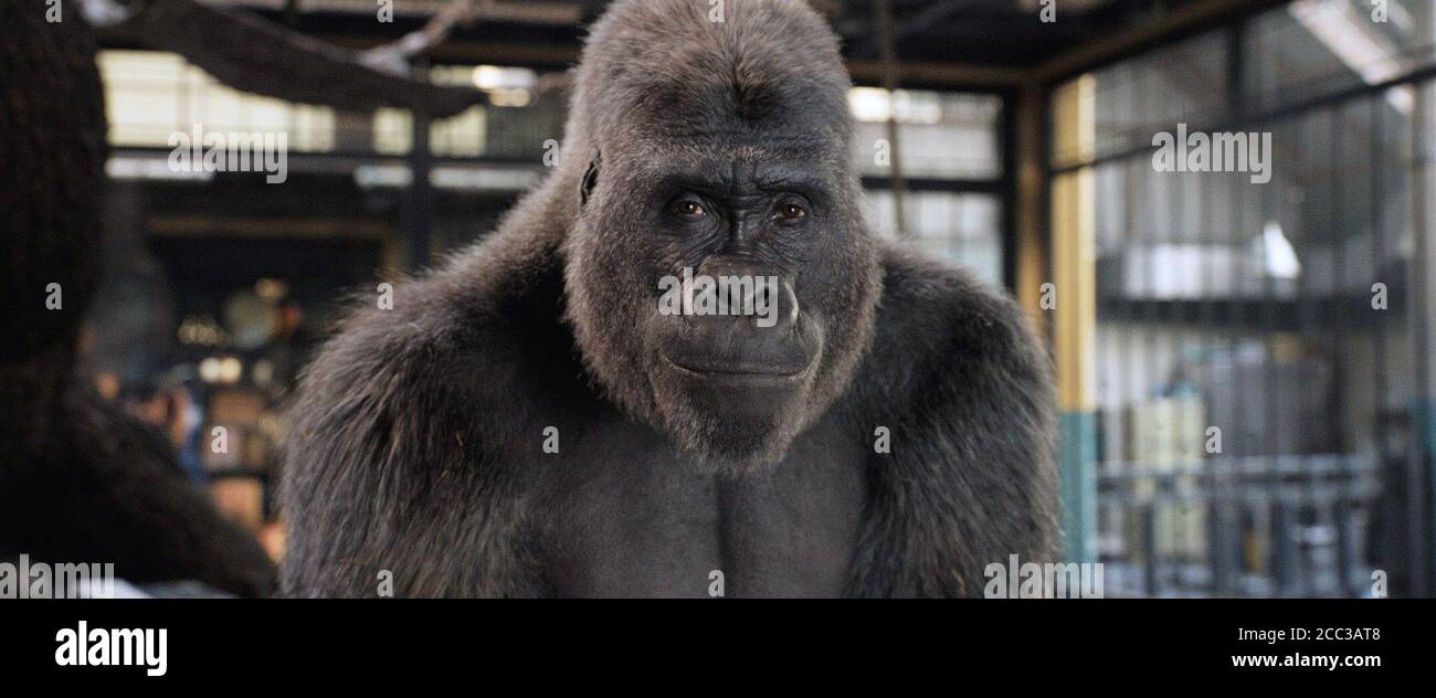 THE ONE AND ONLY IVAN, Ivan (voice: Sam Rockwell), 2020. © Disney+ ...