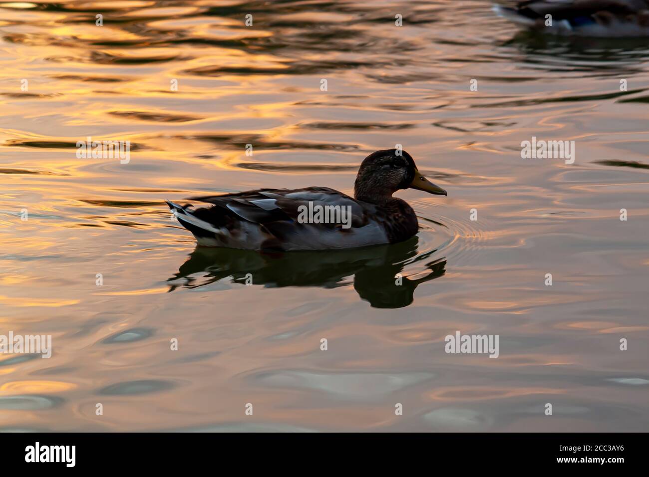 Dabbing hi-res stock photography and images - Alamy
