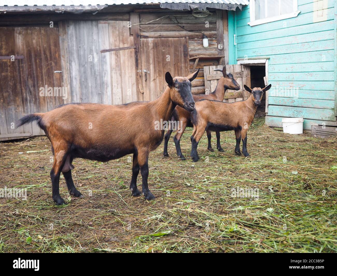 Goats on idyllic alpine hi-res stock photography and images - Alamy
