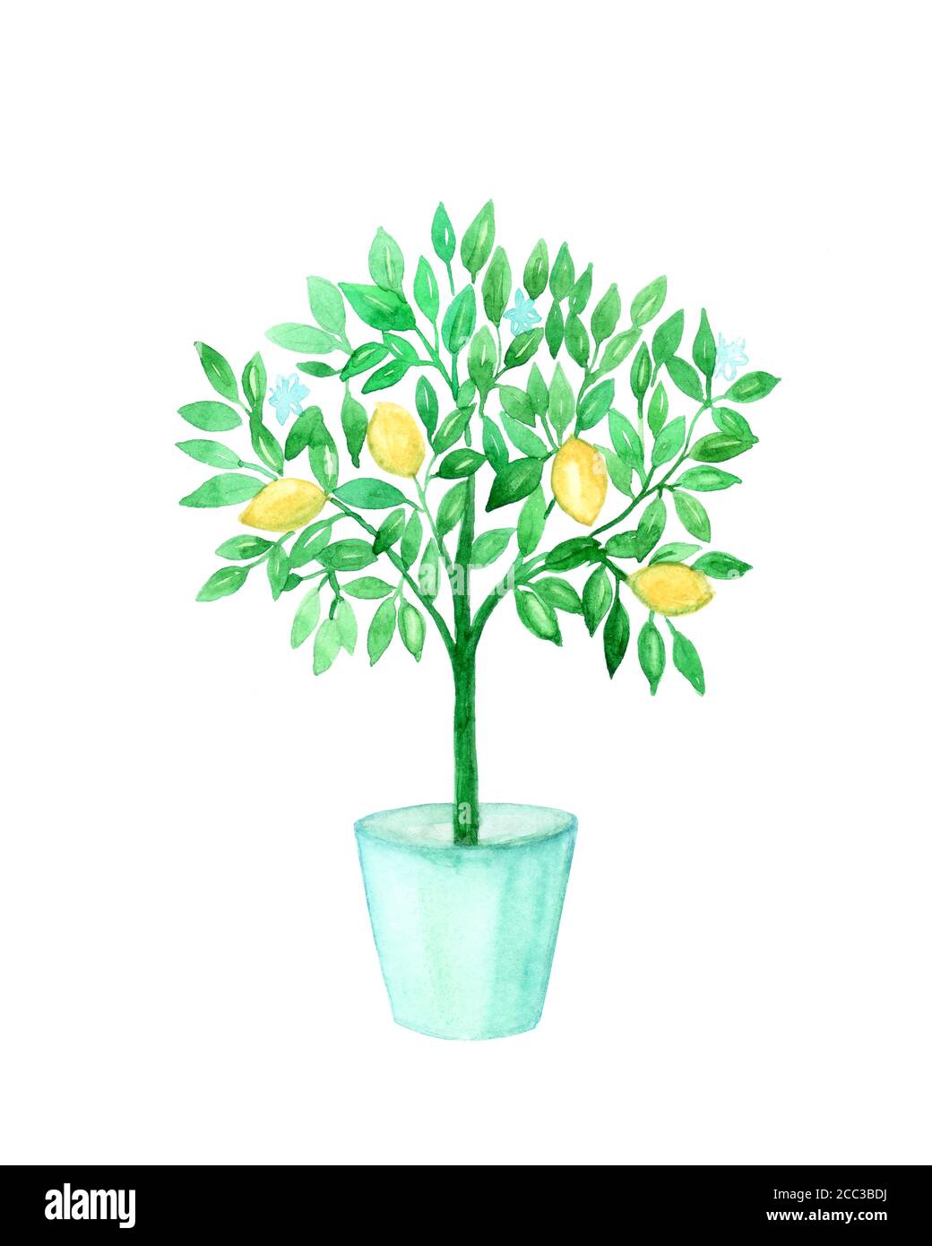 Lemon Tree Drawing