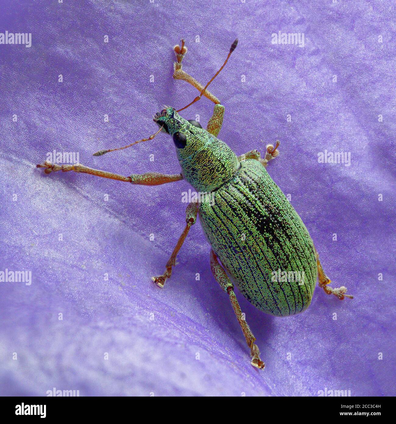 Macro top view of Green Immigrant Leaf Weevil insect on purple blue ...