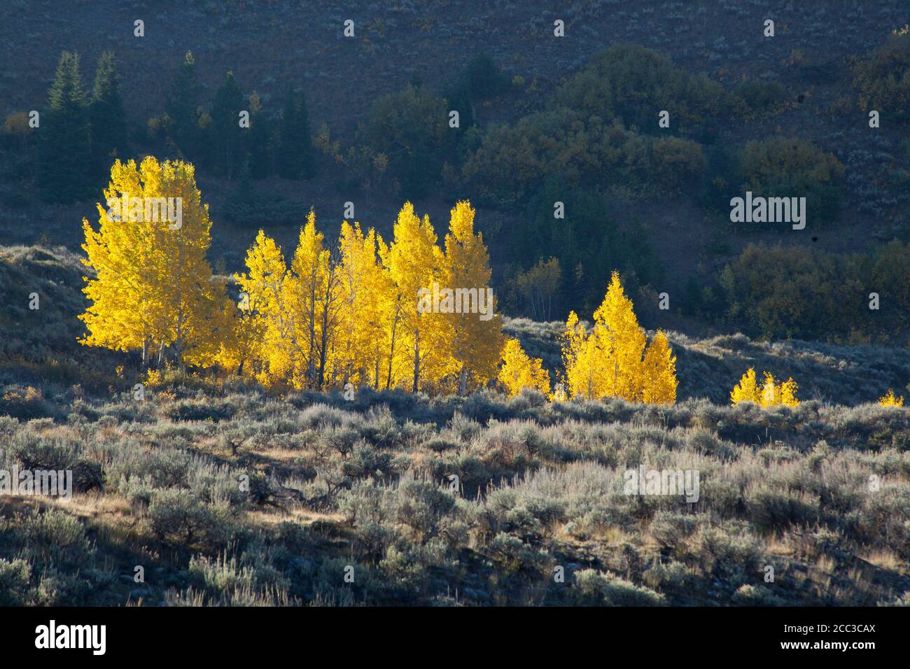 Yellow Birch Trees in the Autumn Stock Photo - Alamy