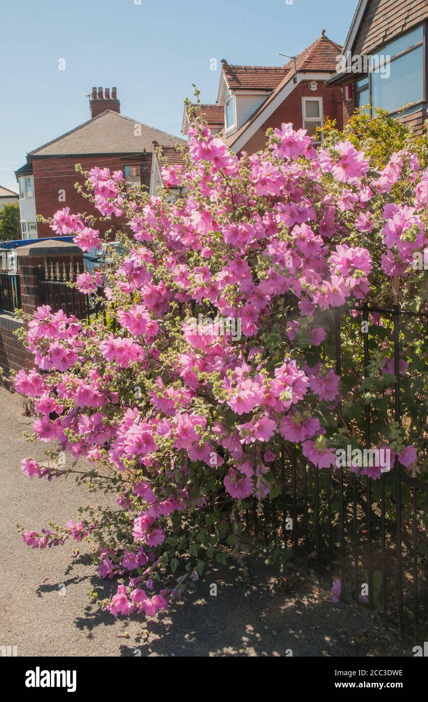 Large Lavatera Rosea Mallow shrub growing through iron railings at ...