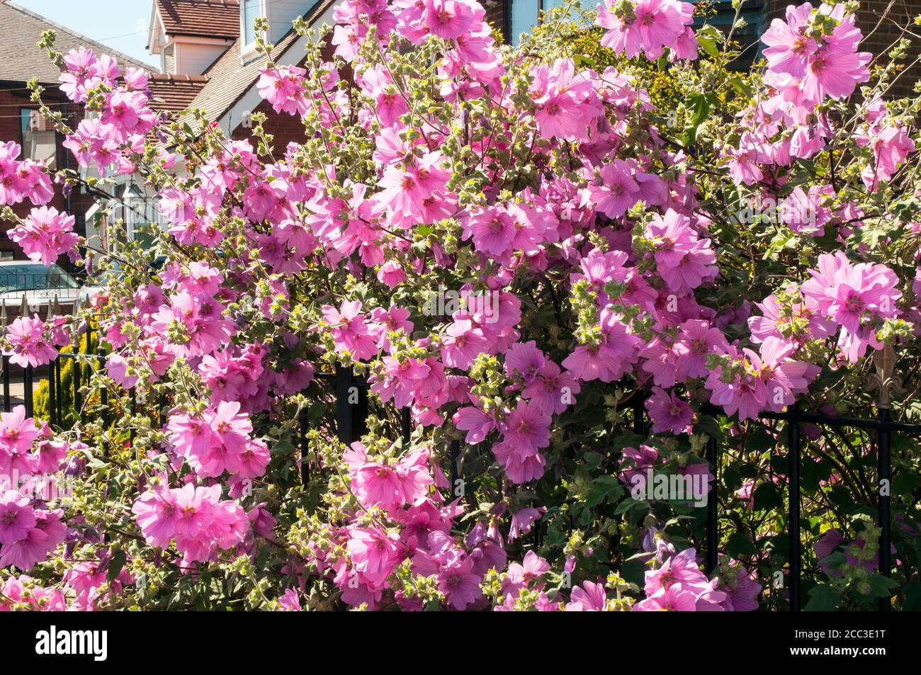 Close up of large Lavatera Rosea Mallow shrub growing through iron ...