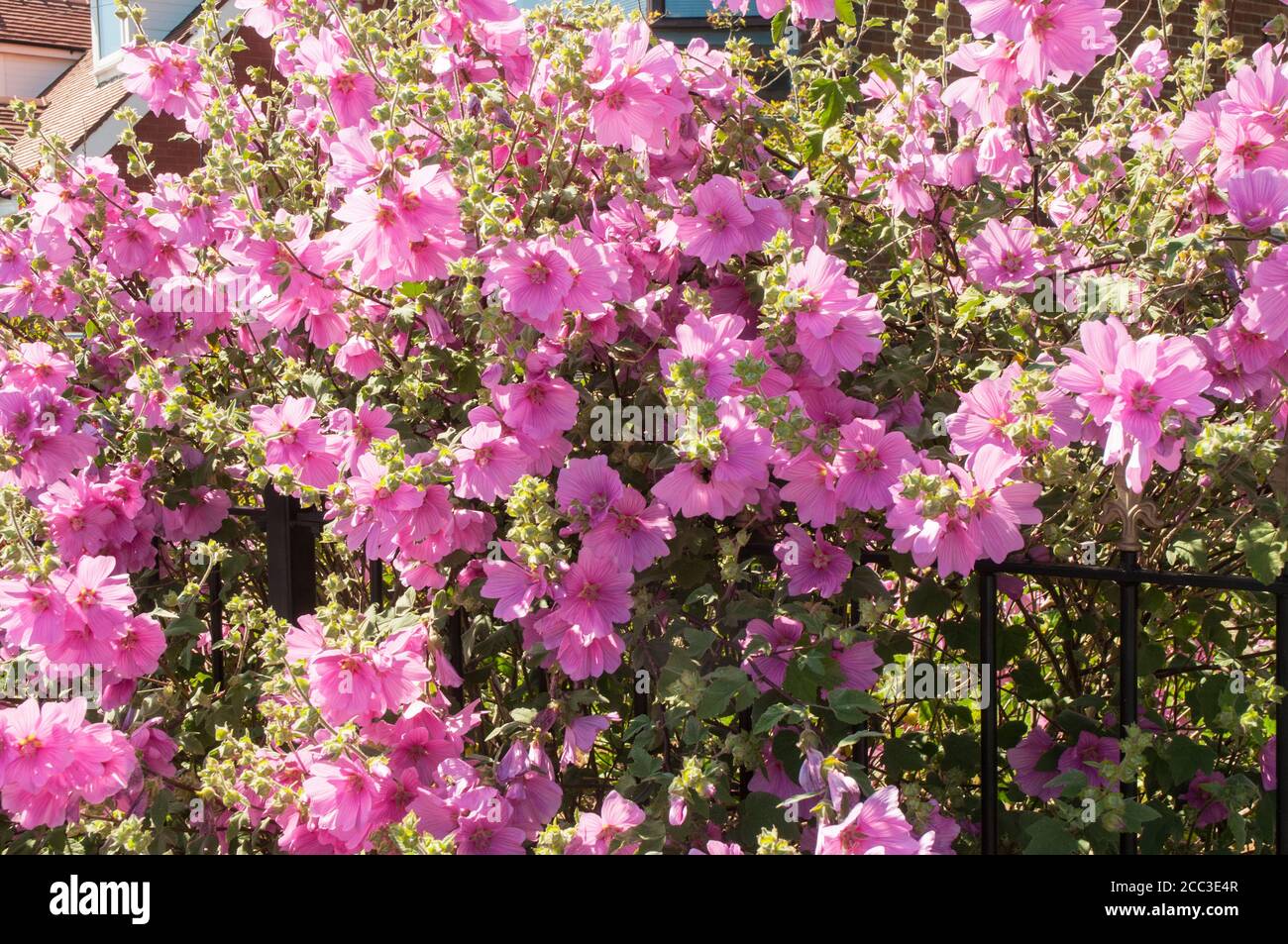 Close up of large Lavatera Rosea Mallow shrub growing through iron ...