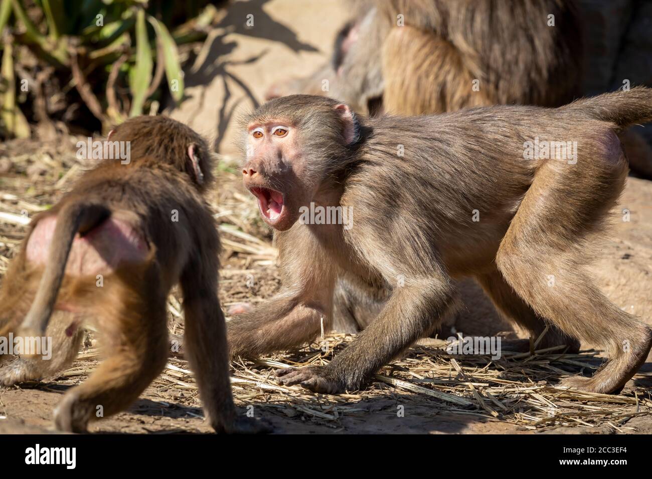 Two adolescent Hamadryas Baboons playfully fighting Stock Photo - Alamy