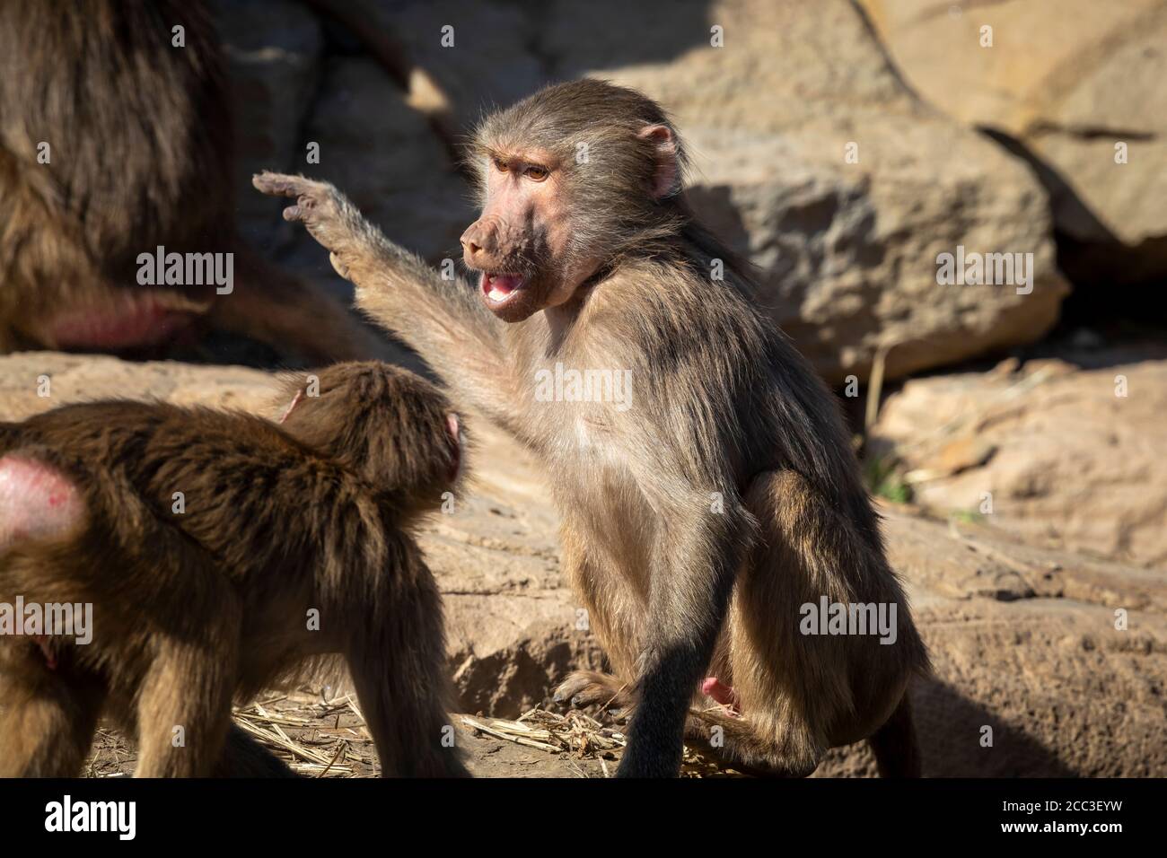 Hamadryas baboon fight hi-res stock photography and images - Alamy