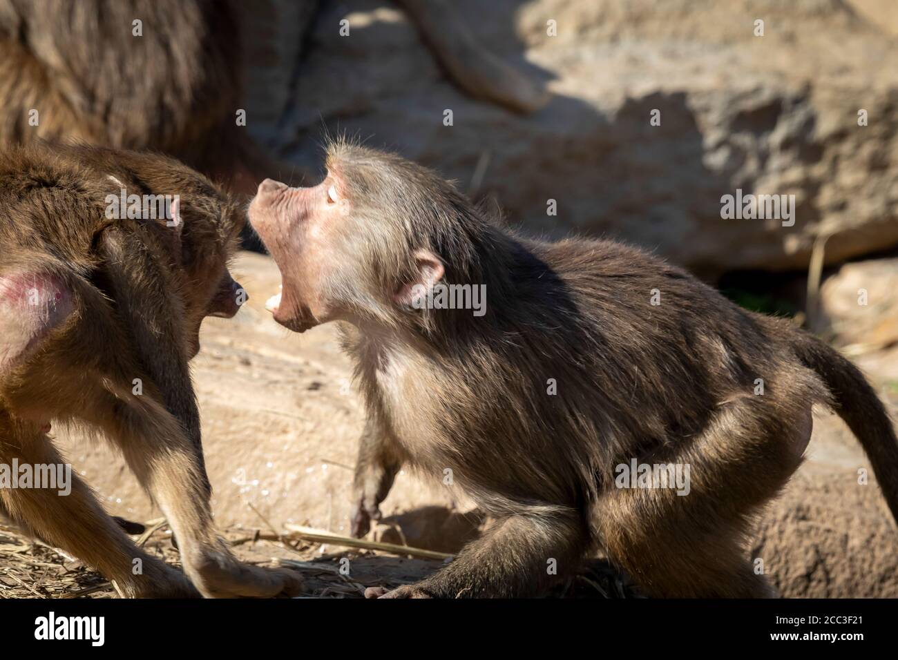 Baboon Attack