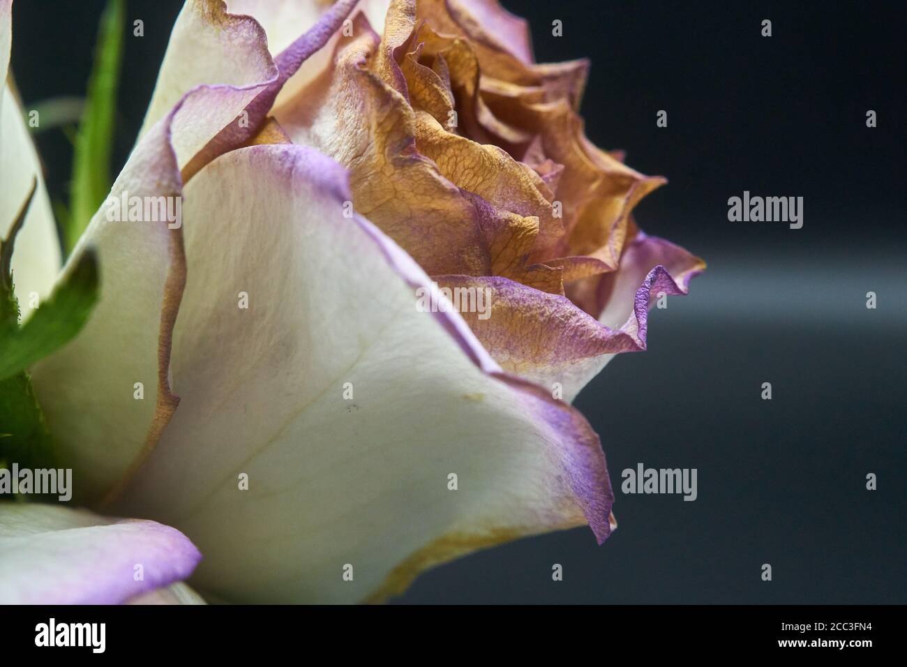Drooping Roses High Resolution Stock Photography and Images - Alamy