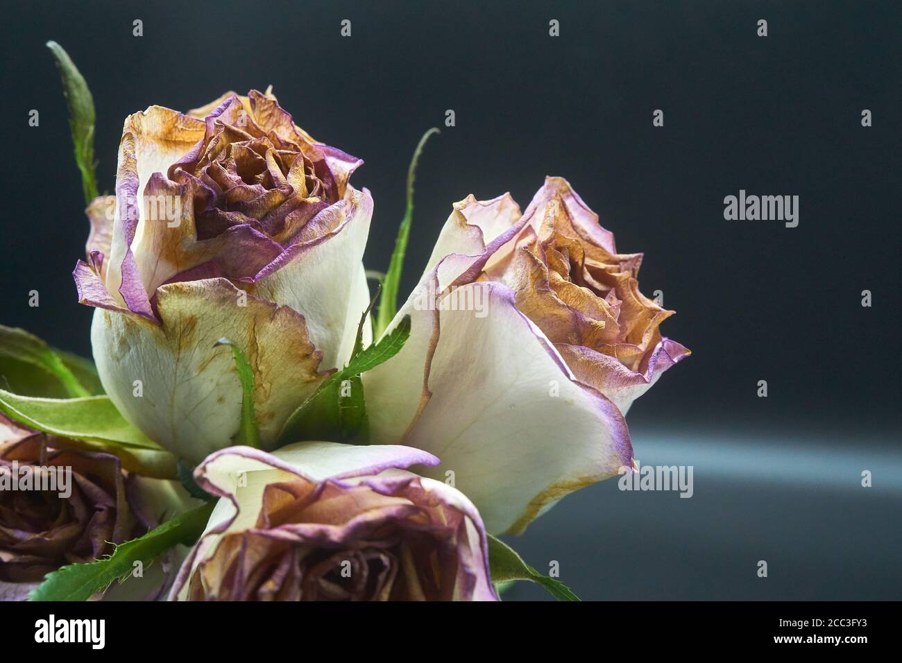 cut roses a little past their prime and dying Stock Photo - Alamy