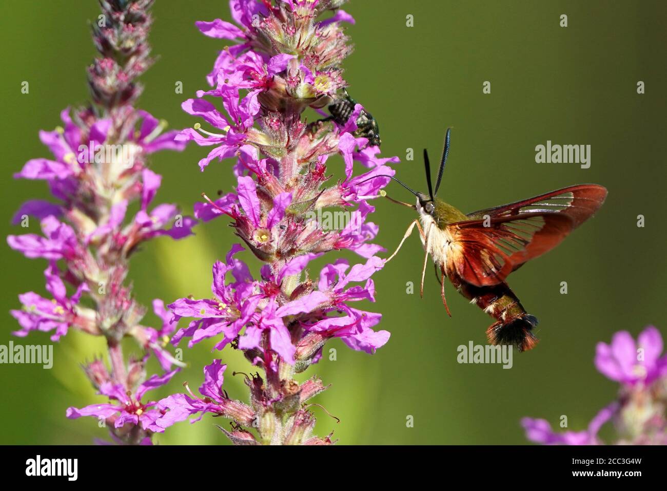 Mimic speed and sound of hummingbird hi-res stock photography and ...
