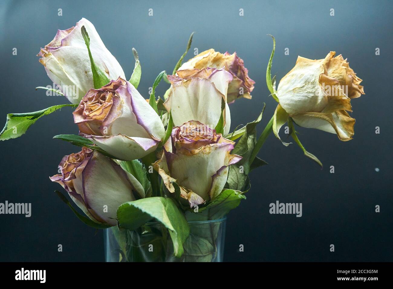 Drooping Roses High Resolution Stock Photography and Images - Alamy