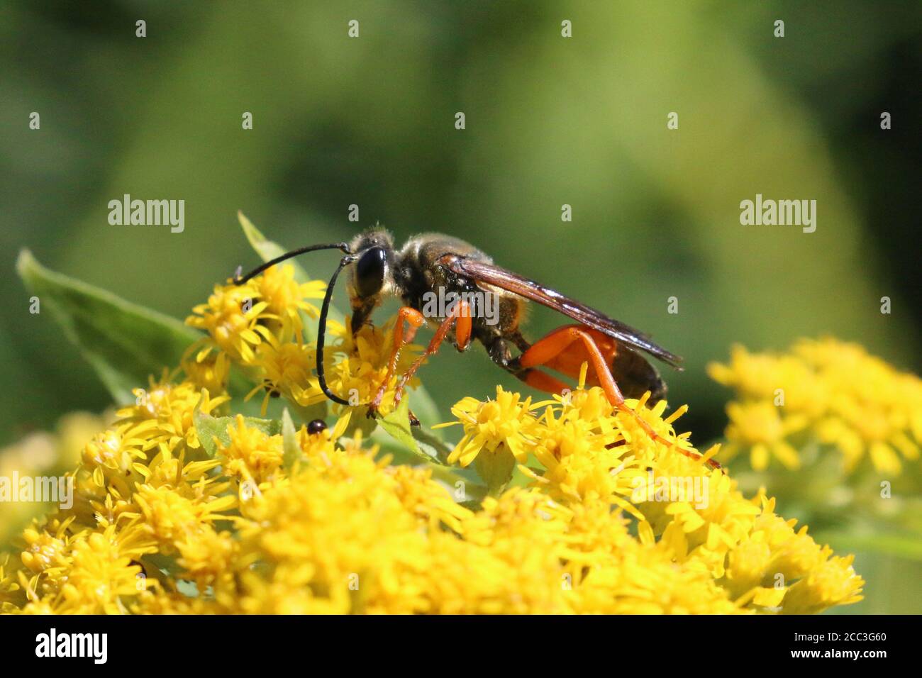 Long head wasp hi-res stock photography and images - Alamy