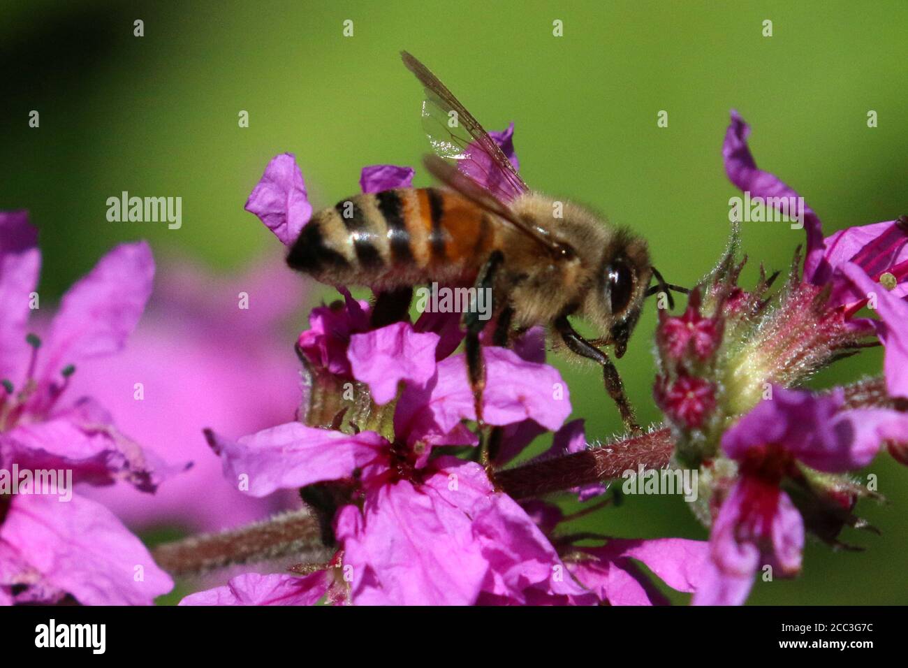 Queen runs hive hi-res stock photography and images - Alamy